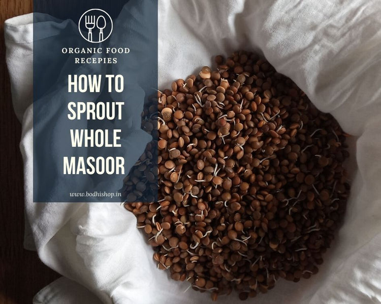Sprout Whole Masoor At Home – Bodhishop.in