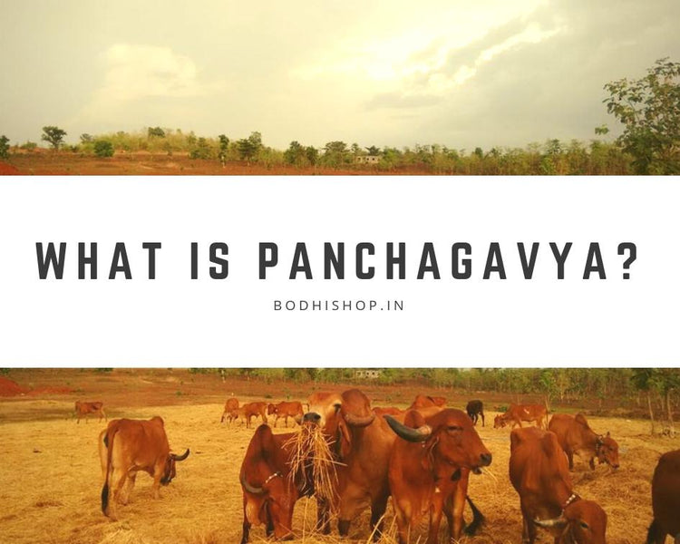 What is Panchagavya? – Bodhishop.in