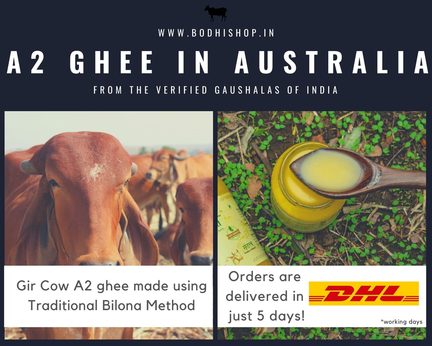 A2 Ghee in Australia – Bodhishop.in