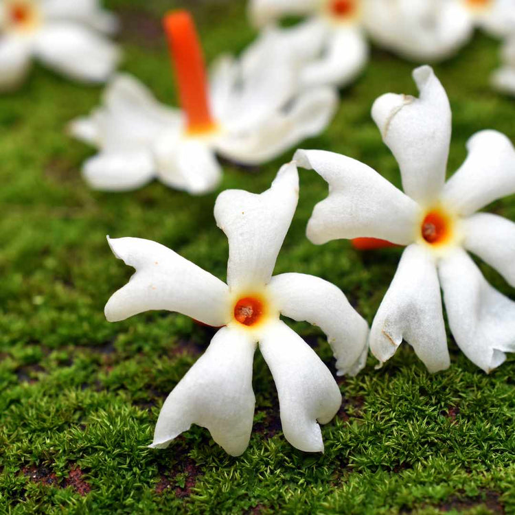 Prajakta Flowers: Secrets of the Night-Blooming Jasmine Harsingar ...